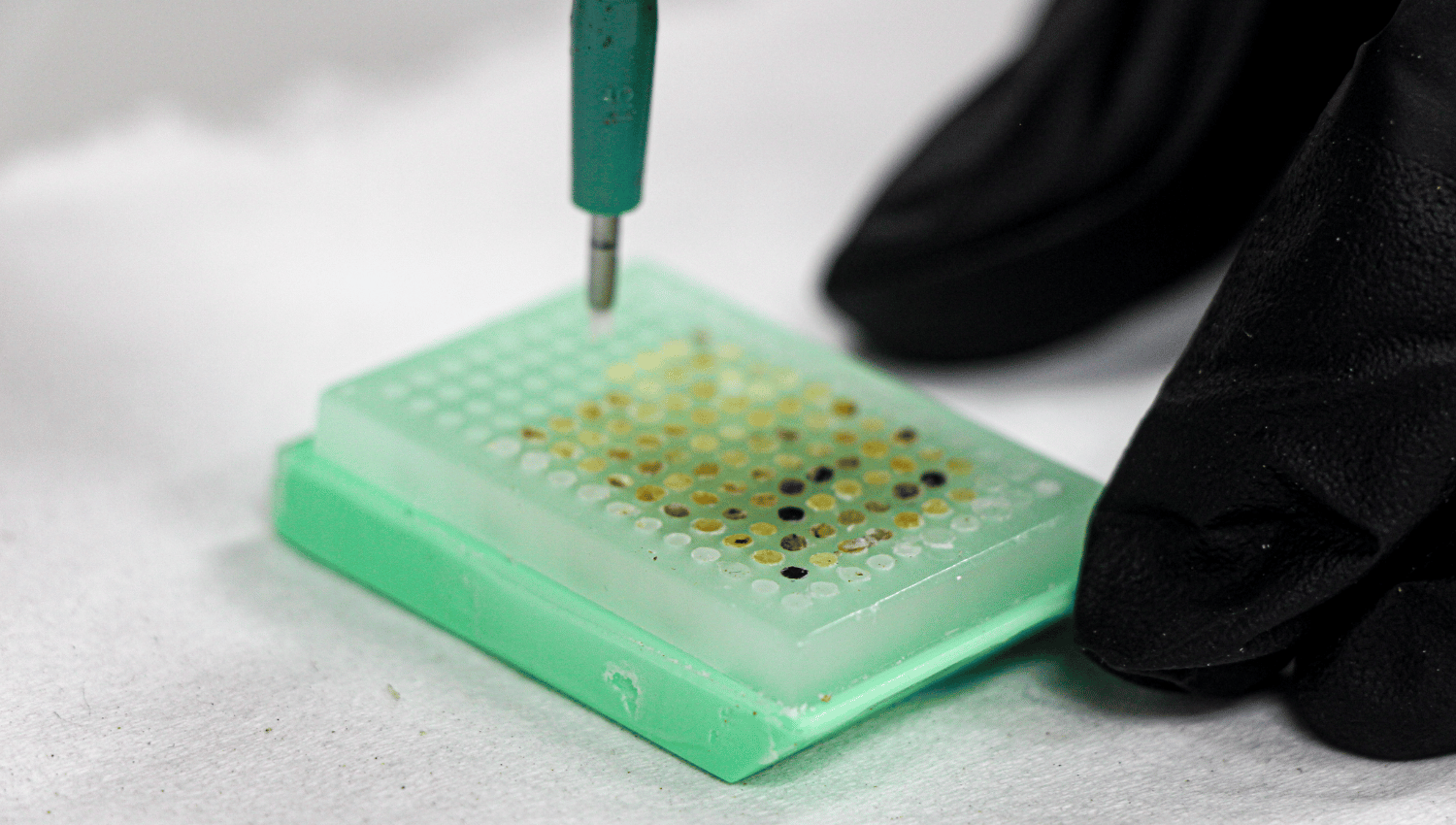 Tissue Microarrays - MYmAb Biologics